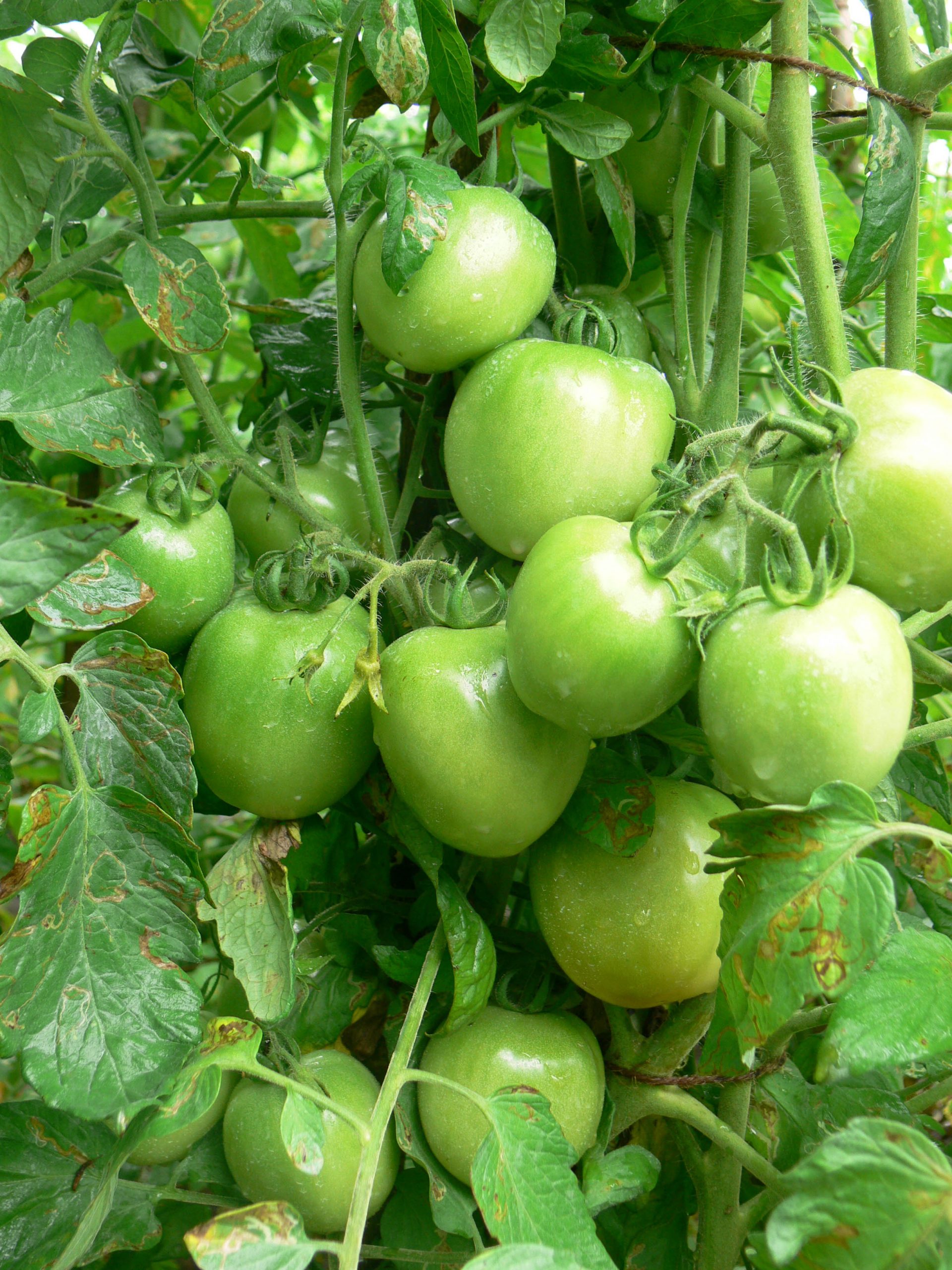 Tomato | Agro-Culture