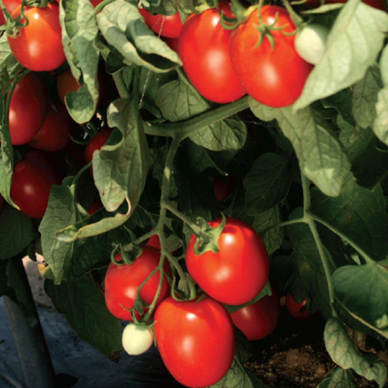Tomato | Agro-Culture