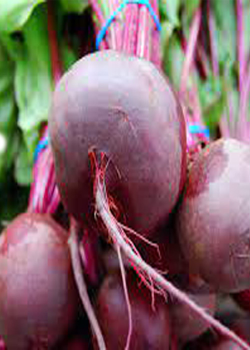 Beet | Agro-Culture