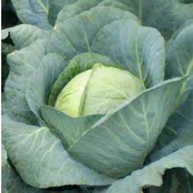 Oxylus | Agro-Culture