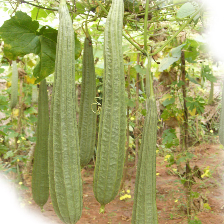 Ridgegourd | Agro-Culture