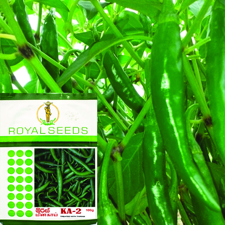 Local Variety-Chilli | Agro-Culture