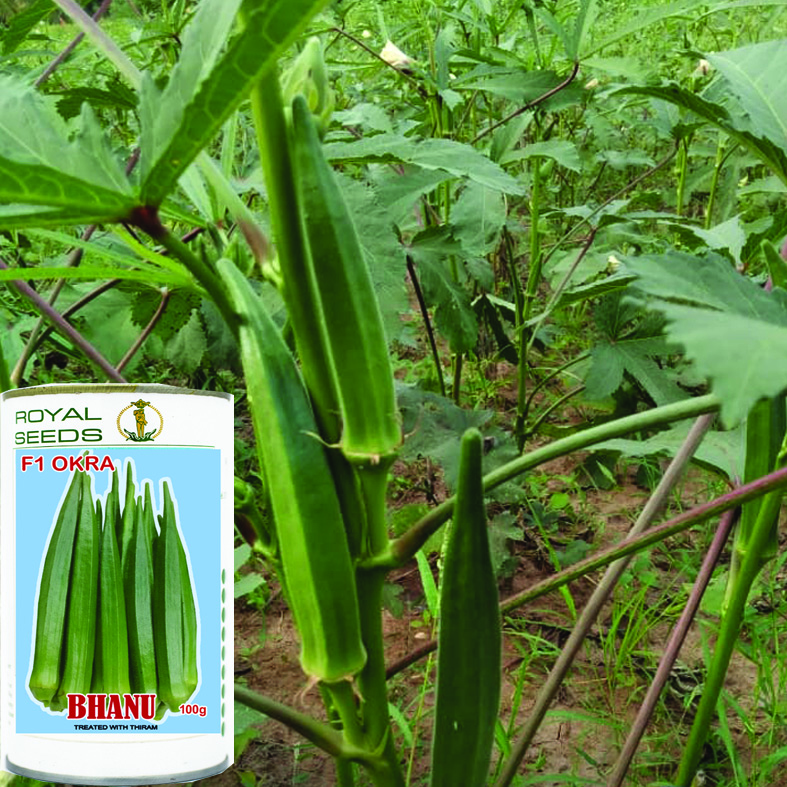 Okra | Agro-Culture